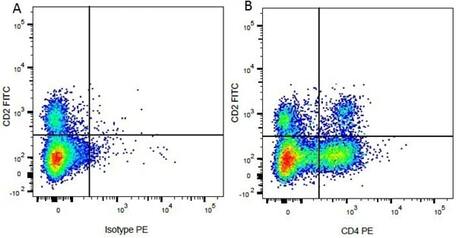 Mouse IgG2a Negative Control Antibody - Rat | Bio-Rad
