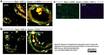 LYNX Rapid APC Antibody Conjugation Kit | Bio-Rad