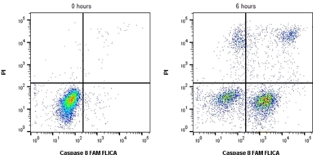 FAM FLICA™ Caspase-8 Kit | Bio-Rad