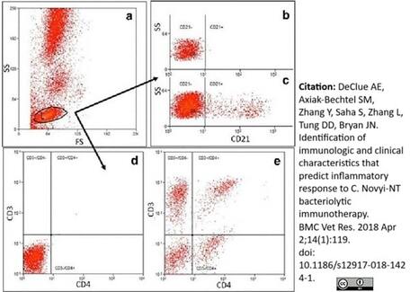 Anti Canine CD21 Antibody, clone CA2.1D6 | Bio-Rad