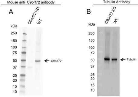 Anti C9orf72 Antibody, clone B01-5F2 (PrecisionAb Monoclonal Antibody ...