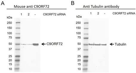 Anti C9orf72 Antibody, clone B01-5F2 (PrecisionAb Monoclonal Antibody ...
