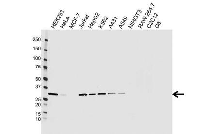 Anti Caspase-3 Antibody, clone CD03/3D6 (PrecisionAb Monoclonal ...