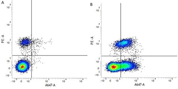 Anti Human CD54 Antibody, clone 15.2 | Bio-Rad