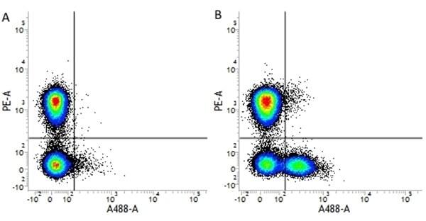 Anti Human CD56 Antibody, clone 123C3 | Bio-Rad