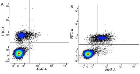 Anti Human CD79a Antibody, clone ZL7-4 | Bio-Rad
