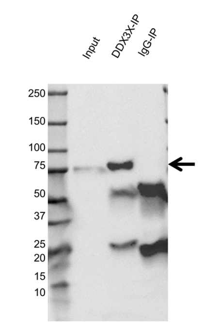 Anti DDX3X Antibody, clone AB04/4C5 (PrecisionAb Monoclonal Antibody ...
