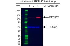 Anti EFTUD2 Antibody, clone AB03/1B9 (PrecisionAb Monoclonal Antibody ...
