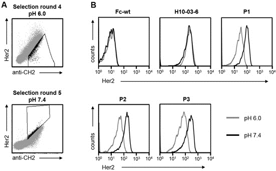 Anti Human IgG (Fc) CH2 Domain Antibody, clone MK 1 A6 | Bio-Rad