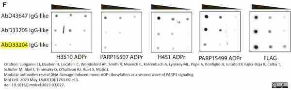 anti Mono-ADP-Ribose Antibody, clone AbD33204 - SpyTag Labeled | Bio-Rad