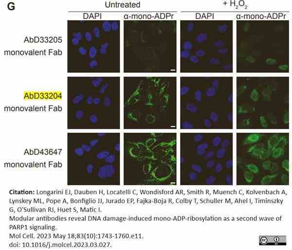anti Mono-ADP-Ribose Antibody, clone AbD33204 - SpyTag Labeled | Bio-Rad
