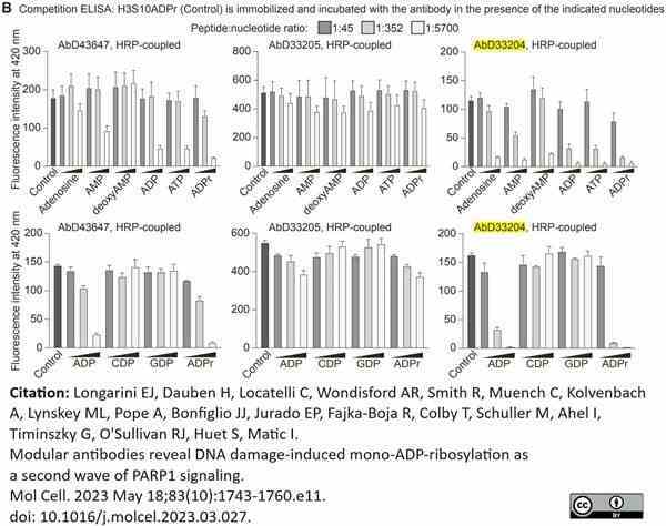 anti Mono-ADP-Ribose Antibody, clone AbD33204 - SpyTag Labeled | Bio-Rad