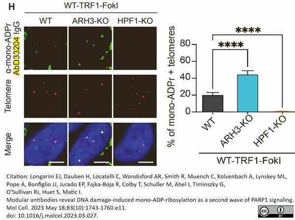 anti Mono-ADP-Ribose Antibody, clone AbD33204 - SpyTag Labeled | Bio-Rad