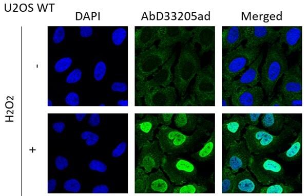 anti Mono-ADP-Ribose Antibody, clone AbD33205 - SpyTag Labeled | Bio-Rad