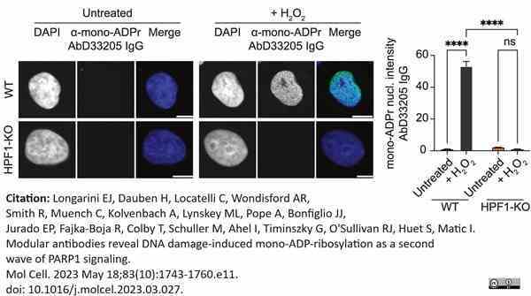 anti Mono-ADP-Ribose Antibody, clone AbD33205 - SpyTag Labeled | Bio-Rad