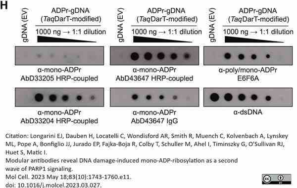 anti Mono-ADP-Ribose Antibody, clone AbD33205 - SpyTag Labeled | Bio-Rad