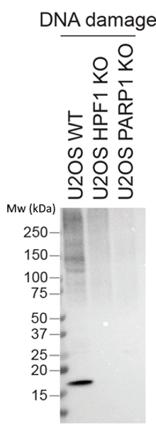 anti PAN-ADP-RIBOSE Antibody, clone AbD33641 | Bio-Rad