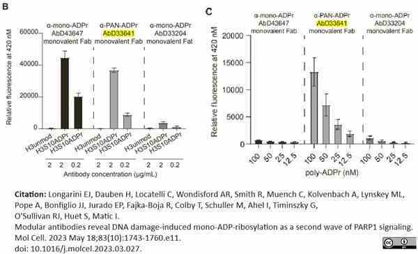 anti PAN-ADP-RIBOSE Antibody, clone AbD33641 - SpyTag Labeled | Bio-Rad