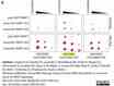 anti PAN-ADP-RIBOSE Antibody, clone AbD33641 - SpyTag Labeled | Bio-Rad