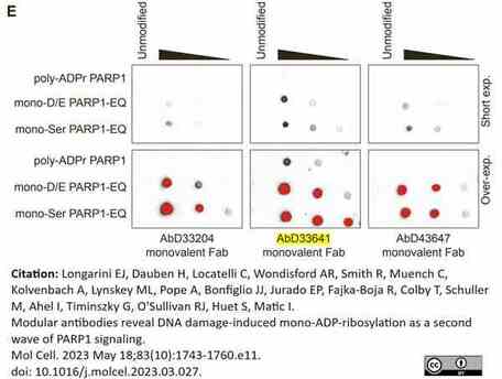 anti PAN-ADP-RIBOSE Antibody, clone AbD33641 - SpyTag Labeled | Bio-Rad