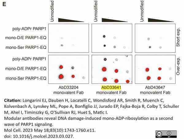 anti PAN-ADP-RIBOSE Antibody, clone AbD33641 - SpyTag Labeled | Bio-Rad