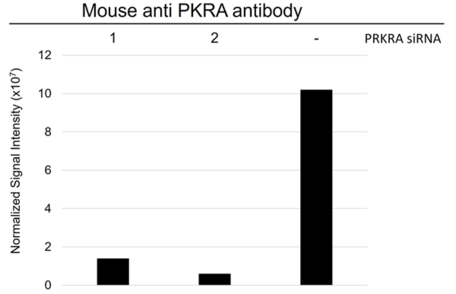 Anti Prkra Antibody, clone AB01/1C8 (PrecisionAb Monoclonal Antibody ...