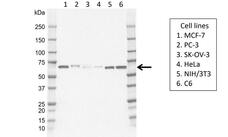Anti Human STAM2 Antibody, clone CD01-1D7 | Bio-Rad