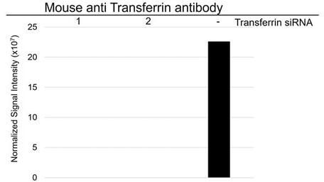 Anti Transferrin Antibody, clone 14C10 (PrecisionAb Monoclonal Antibody ...