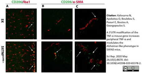 Anti Mouse CD206 Antibody, clone MR5D3 | Bio-Rad