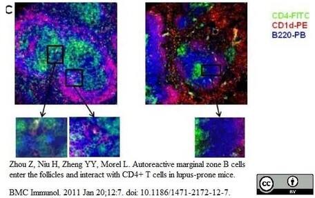Anti Mouse CD4 Antibody, clone GK1.5 | Bio-Rad