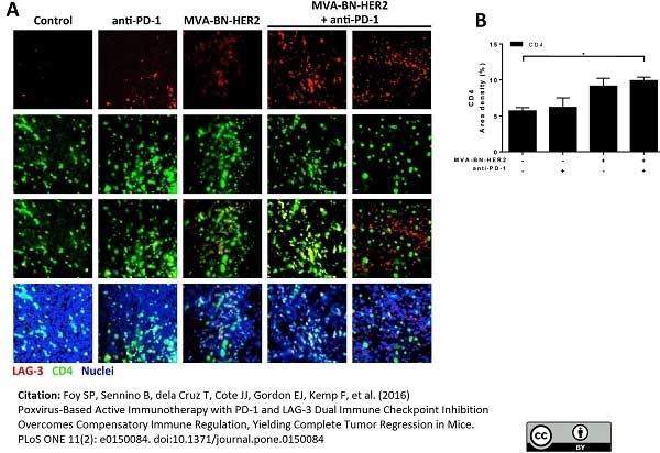 Anti Mouse CD4 Antibody, clone GK1.5 | Bio-Rad