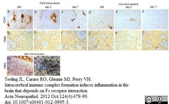 Anti Mouse CD41 Antibody, clone MWReg30 | Bio-Rad