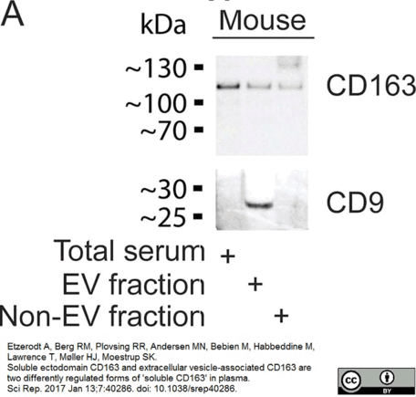 Anti Mouse CD9 Antibody, clone MF1 | Bio-Rad