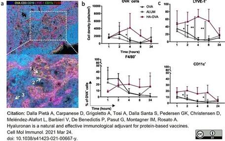 Anti Mouse F4/80 Antibody, clone Cl:A3-1 | Bio-Rad