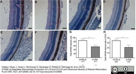 Anti Mouse Macrophages/Monocytes Antibody, clone MOMA-2 | Bio-Rad