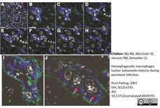Anti Mouse Macrophages/Monocytes Antibody, clone MOMA-2 | Bio-Rad