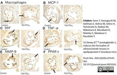 Anti Mouse Macrophages/Monocytes Antibody, clone MOMA-2 | Bio-Rad