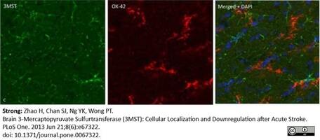 Anti Rat CD11b Antibody, clone OX-42 | Bio-Rad