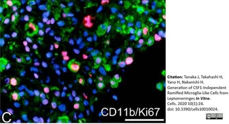 Anti Rat CD11b Antibody, clone OX-42 | Bio-Rad