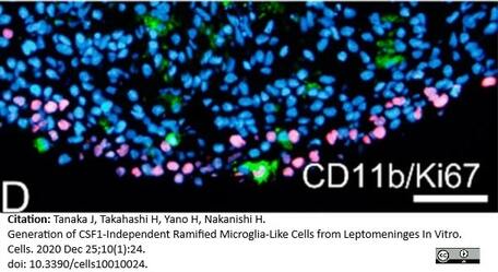 Anti Rat CD11b Antibody, clone OX-42 | Bio-Rad