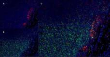 Anti Rat CD11b Antibody, clone OX-42 | Bio-Rad