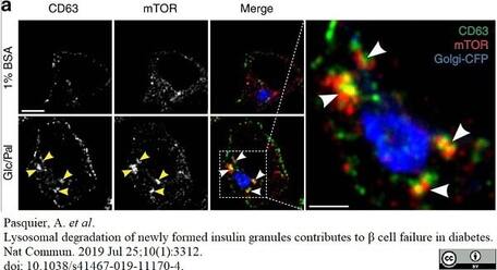 Anti Rat CD63 Antibody, clone AD1 | Bio-Rad