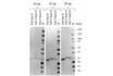anti SpyTag Antibody, clone AbD51767kg | Bio-Rad