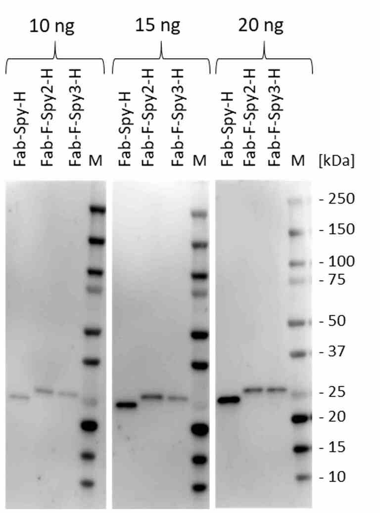 anti SpyTag Antibody, clone AbD51767kg | Bio-Rad