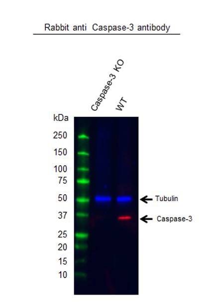 Anti Caspase-3 Antibody (Polyclonal Antibody Antibody) | Bio-Rad