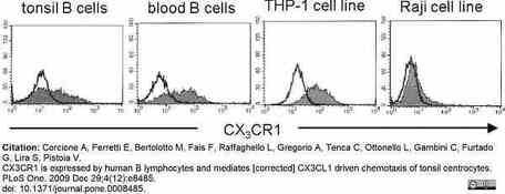 Anti Human CX3CR1 Antibody | Bio-Rad