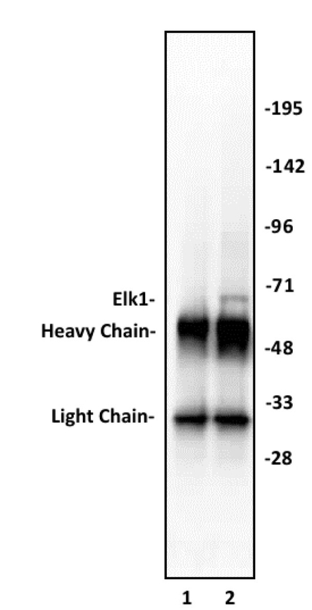 Anti Human ELK-1 Antibody | Bio-Rad