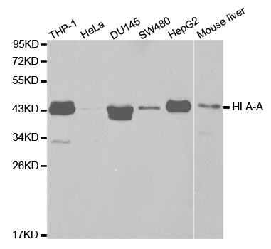 Anti HLA A Antibody | Bio-Rad