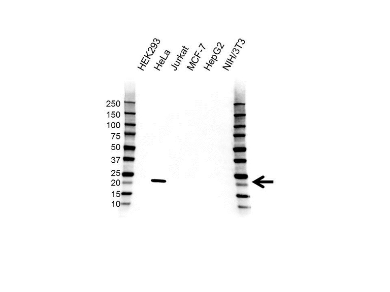 Anti Interleukin-18 Antibody (PrecisionAb Polyclonal Antibody) | Bio-Rad