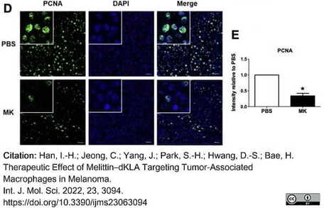 Anti PCNA Antibody | Bio-Rad
